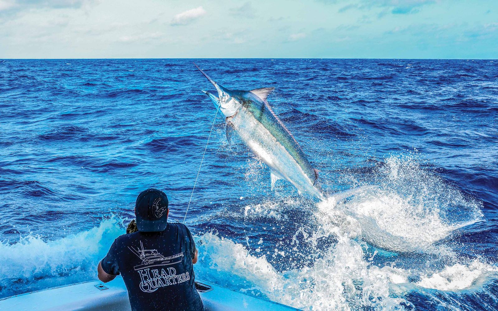 Marlin - Species Guide