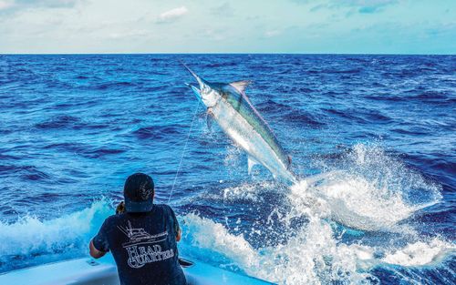 Marlin - Species Guide