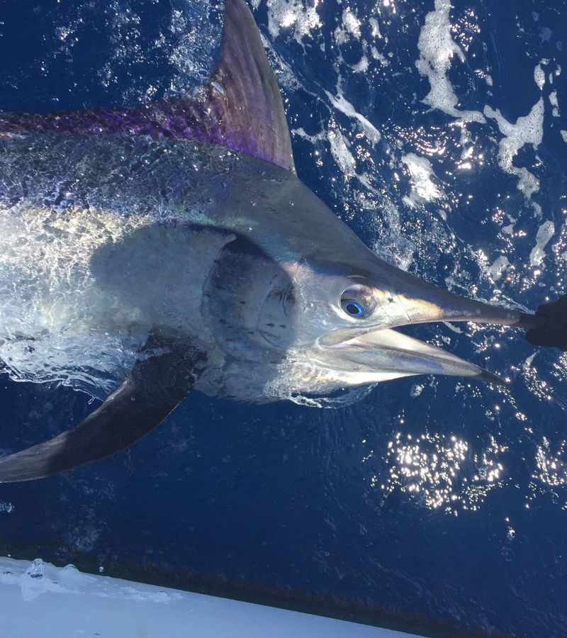 Marlin - Species Guide