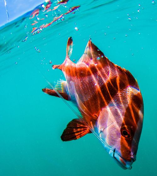 Red Emperor - Species Guide