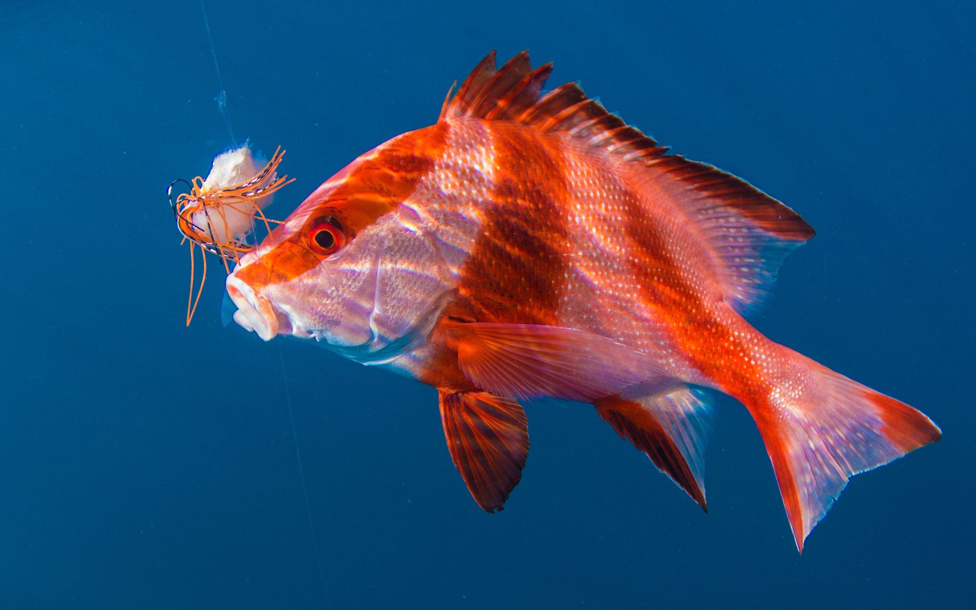 Red Emperor - Species Guide