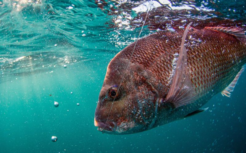 Snapper - Species Guide