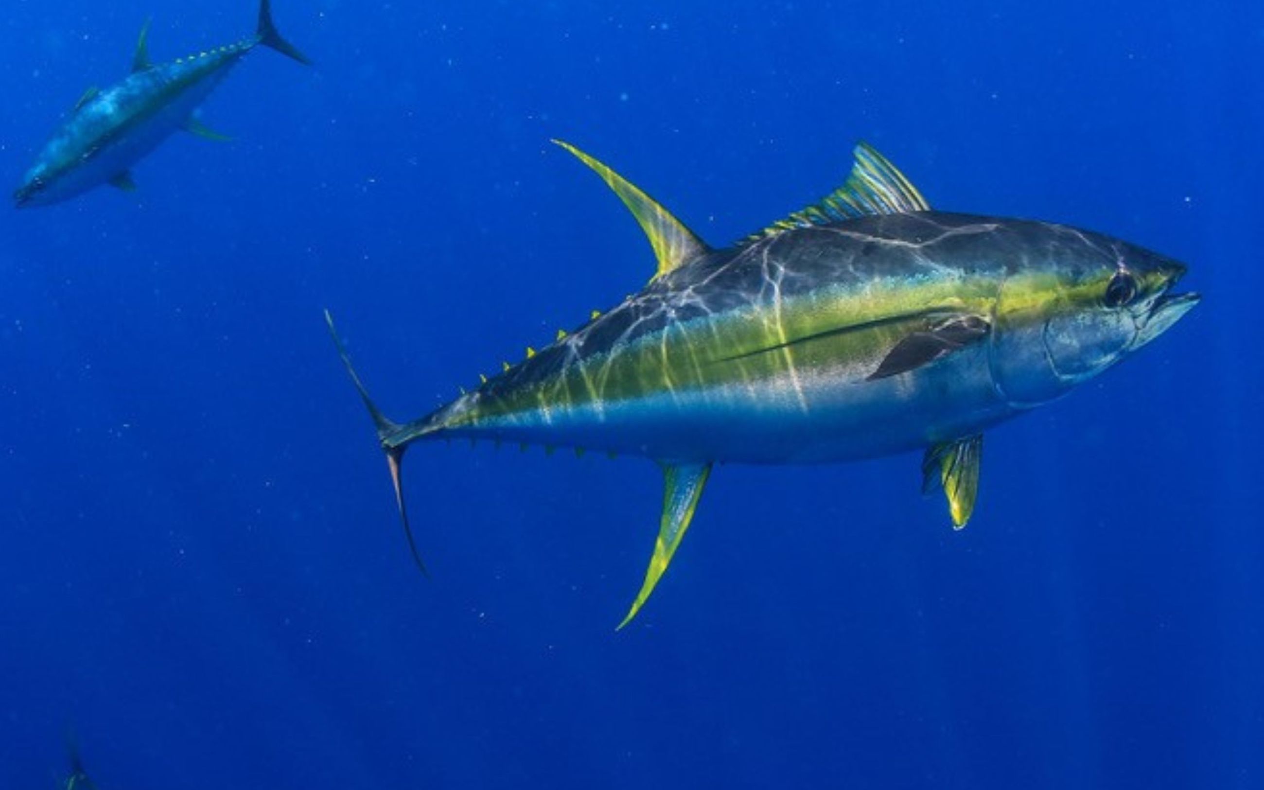 Yellowfin Tuna - Species Guide