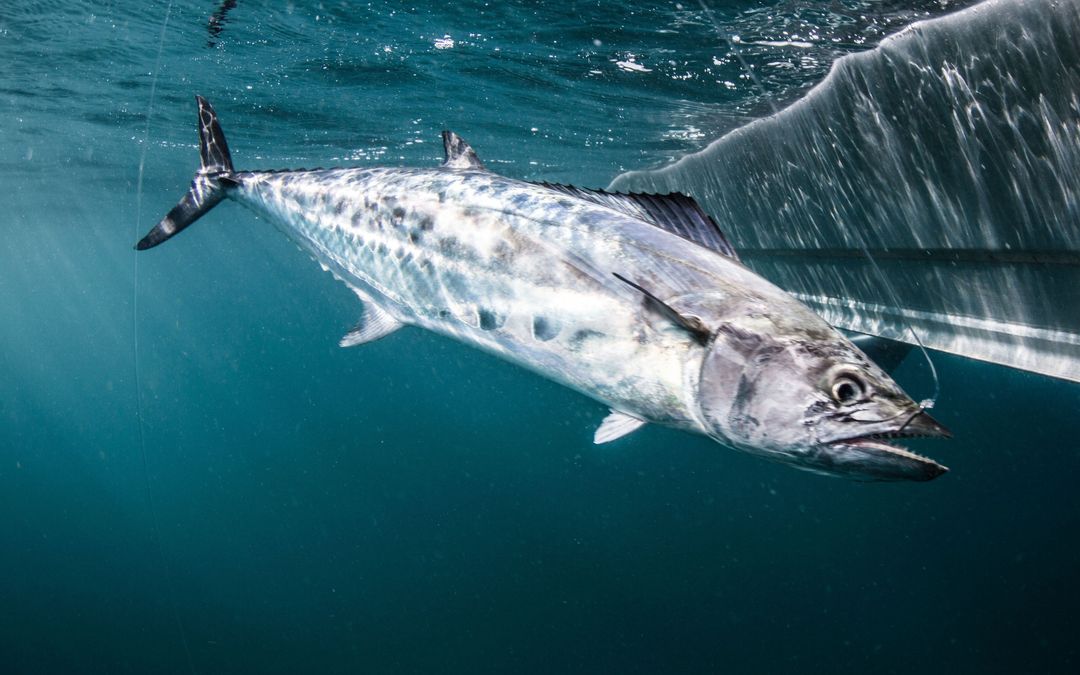 Spanish Mackerel - Species Guide