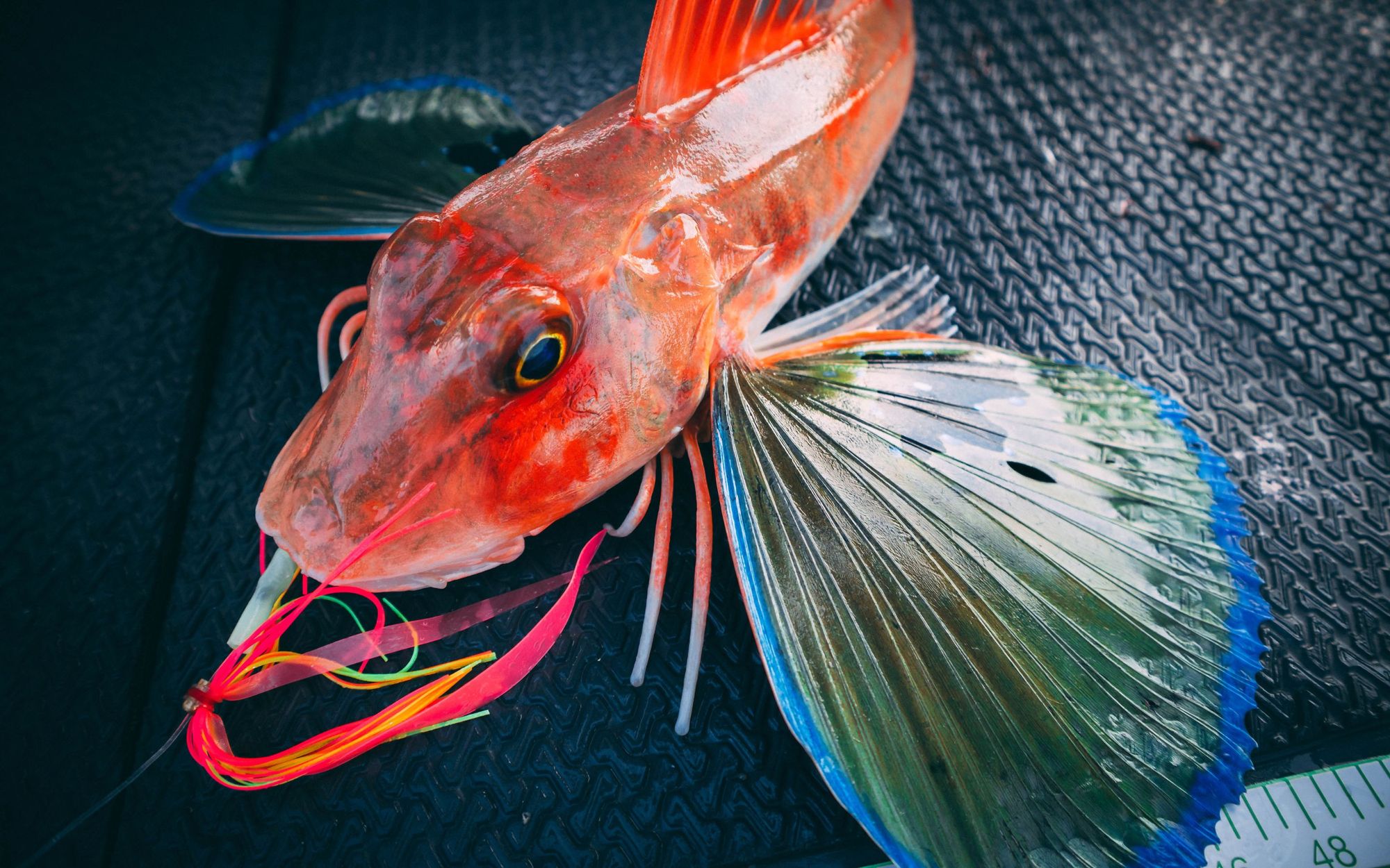 Gurnard - Species Guide