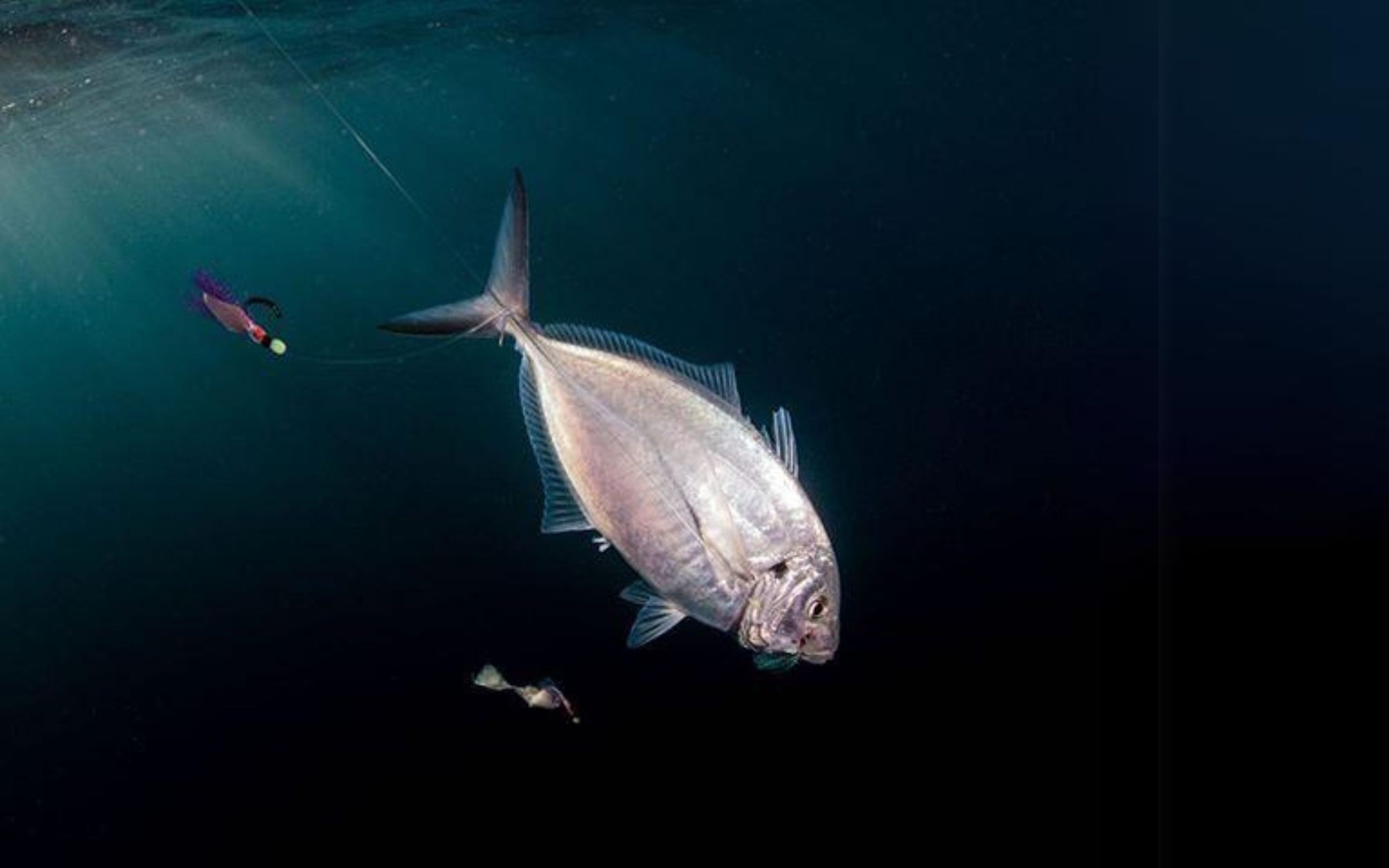 Trevally - Species Guide