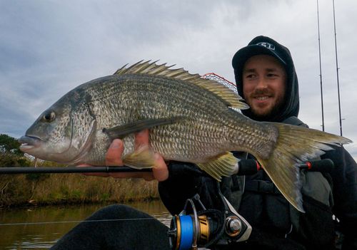 Bream - Species Guide
