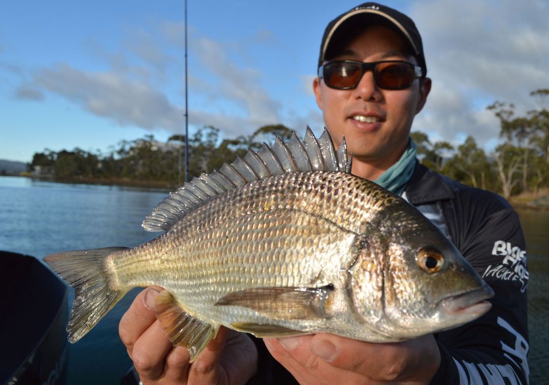 Bream - Species Guide