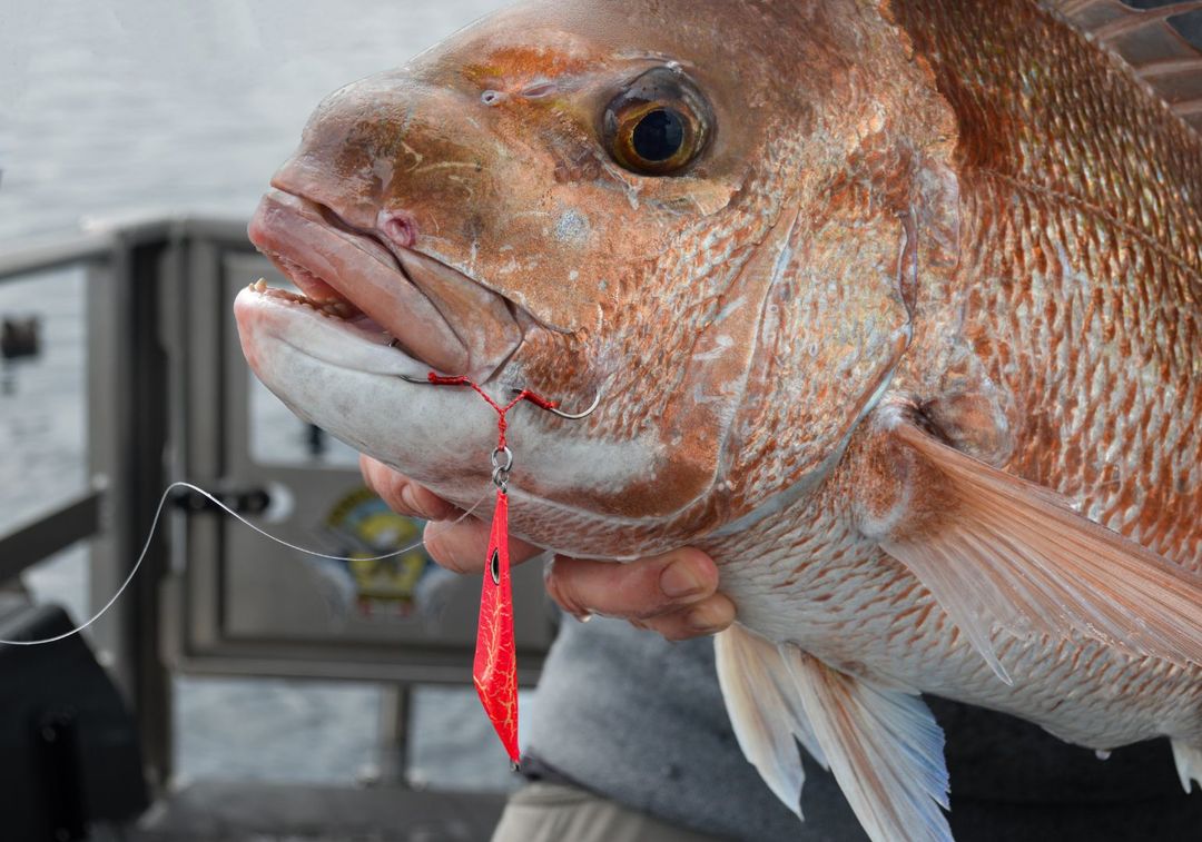 Snapper - Species Guide