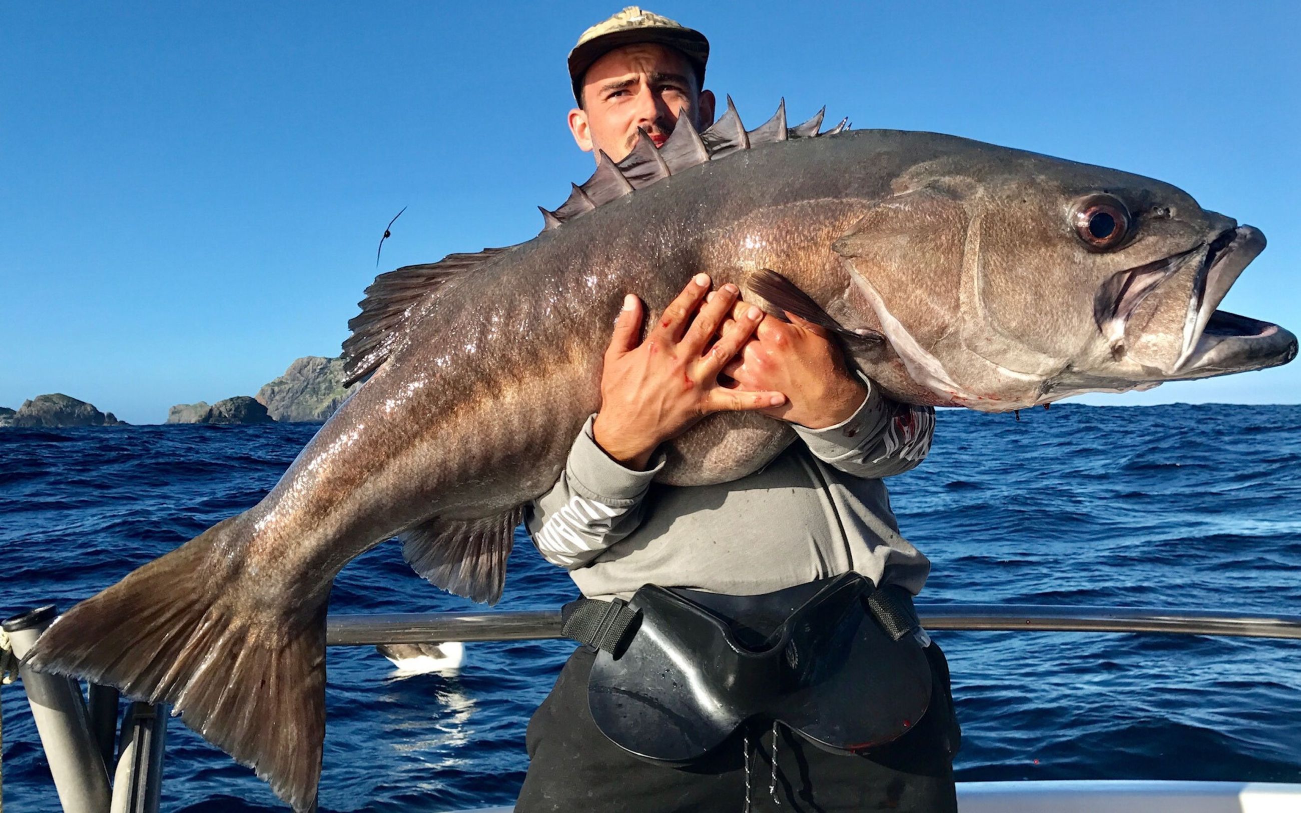 Hāpuku - Species Guide