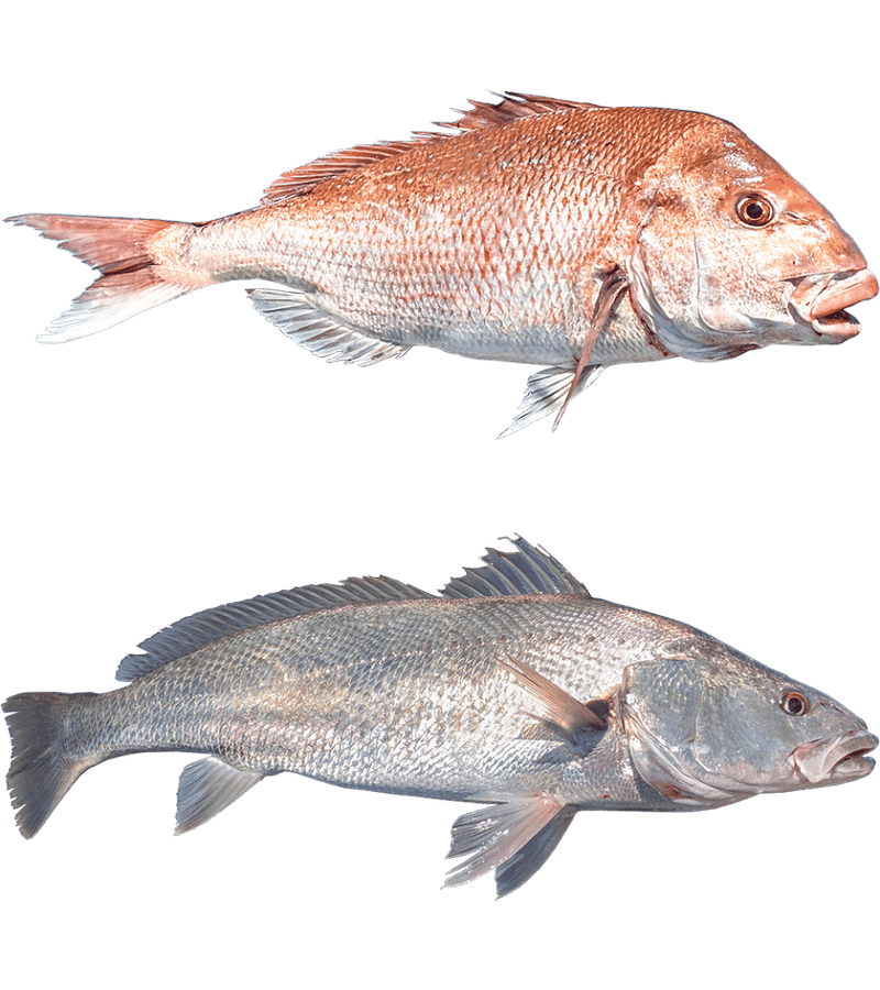 Guide to live baiting - Fishing Guide