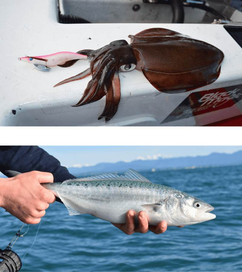 Guide to live baiting - Fishing Guide