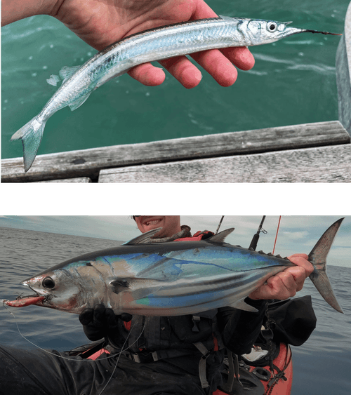 Guide to live baiting - Fishing Guide