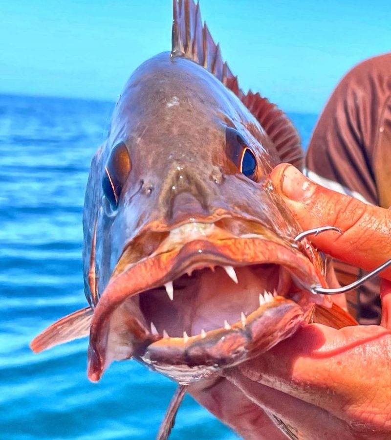 Mangrove Jack - Species Guide