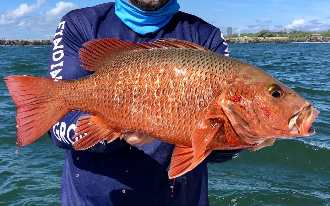 Mangrove Jack - Species Guide