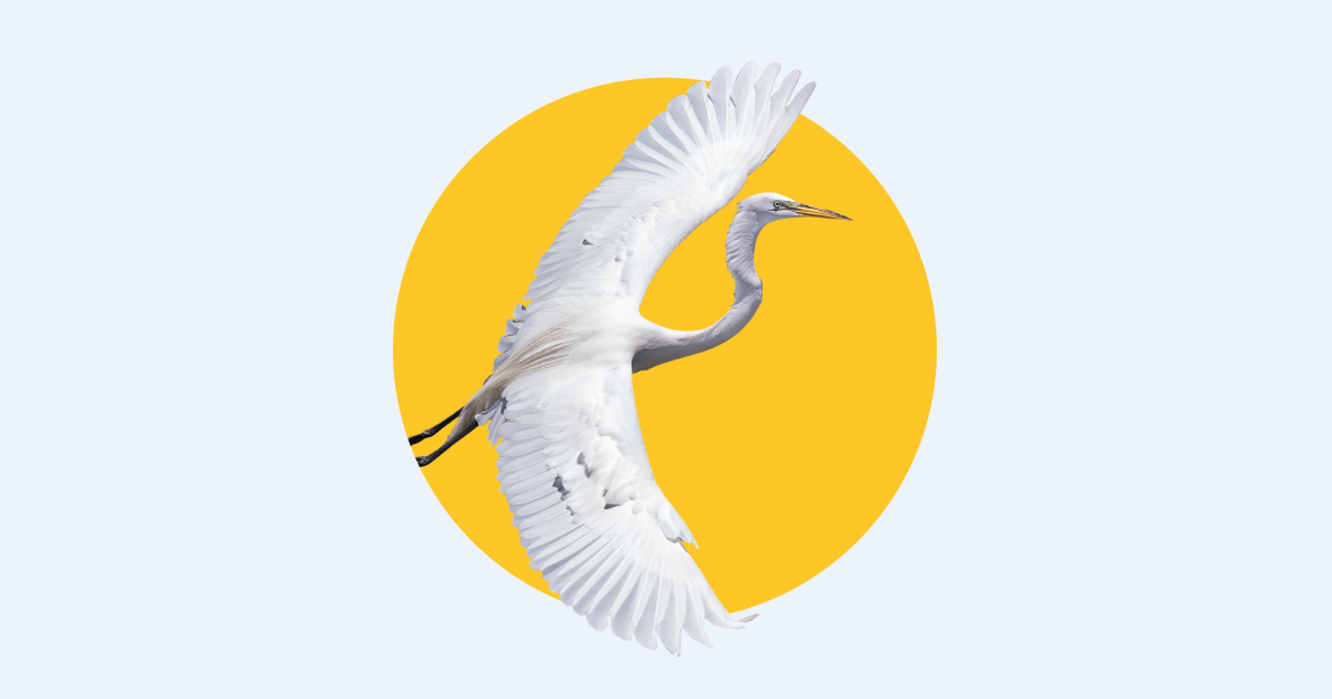 Team | Ardea Partners