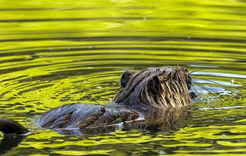 Support Beaver Restoration in Northamptonshire | Meaningful Planet