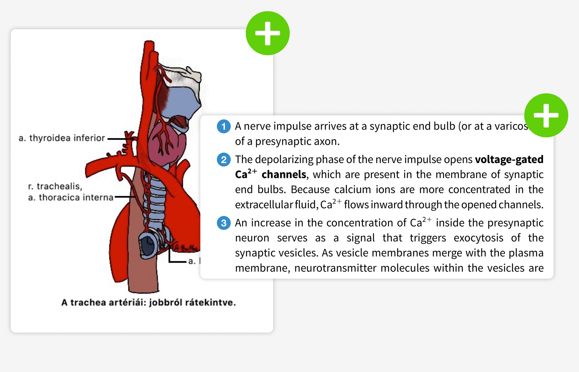 Voovo AI Spaced repetition - Scan images & text to flashcards