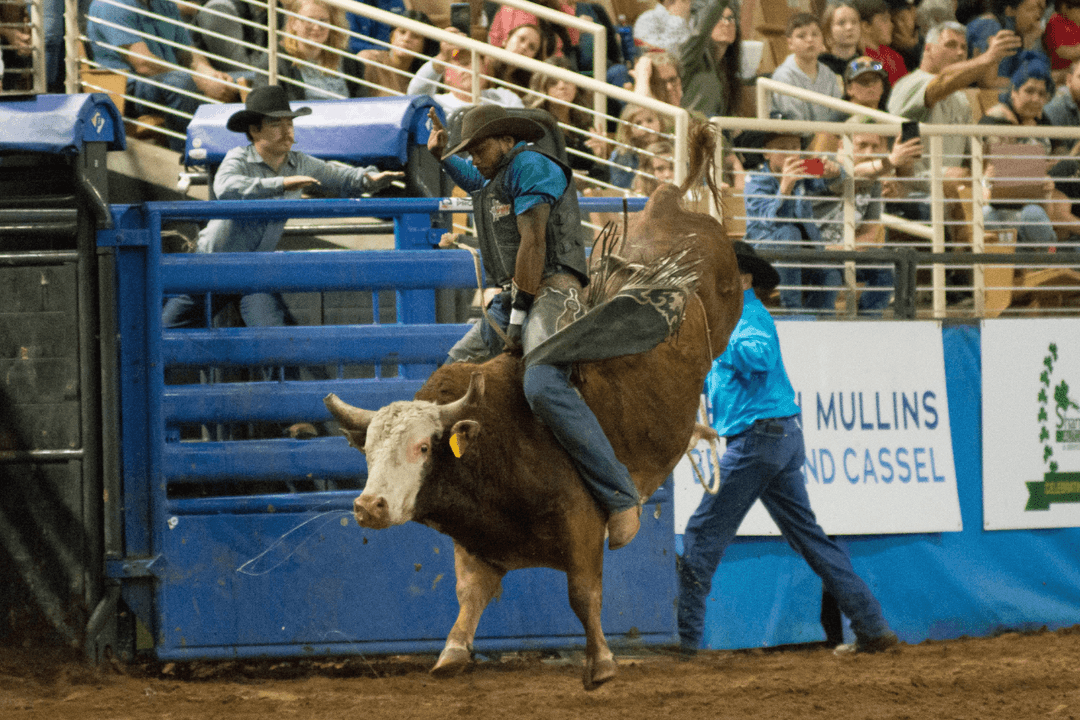 How Rodeo Events Are Scored | Silver Spurs Rodeo