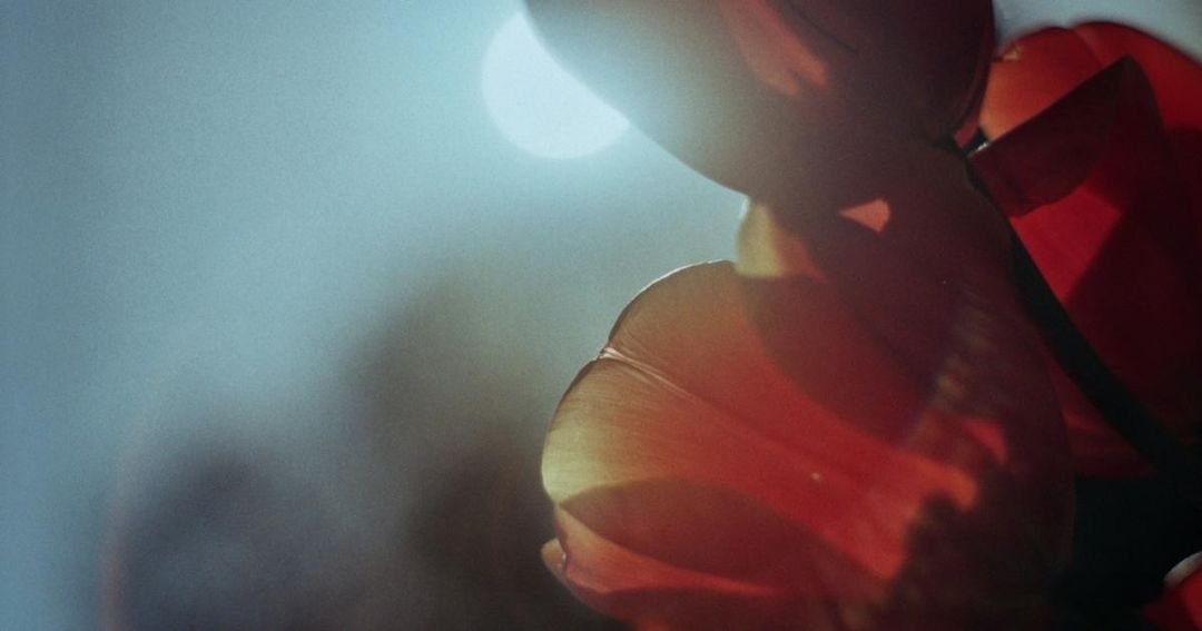 Hyperovulation: Definition, Symptoms, and How to Confirm