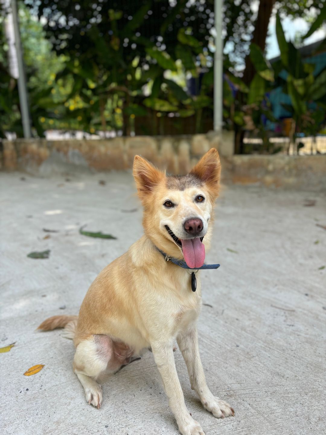 Dog Stories | Happy Doggo