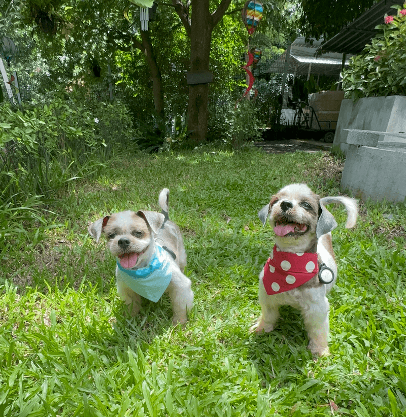Dog Stories | Happy Doggo
