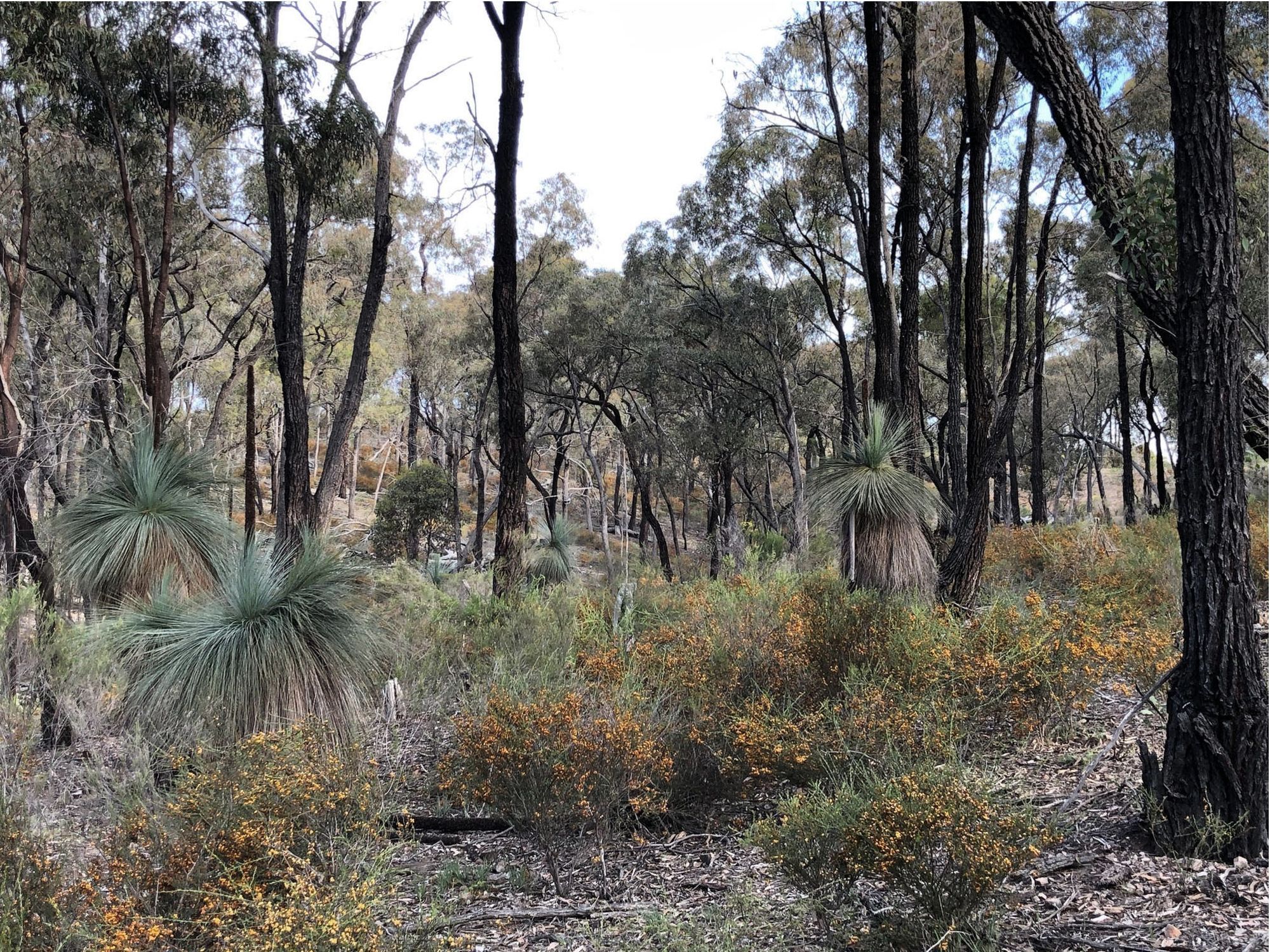 Why bushfire recovery after fires is critical for wildlife and local ...