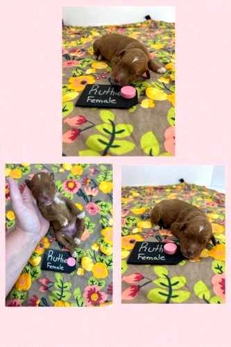 Available female dogs