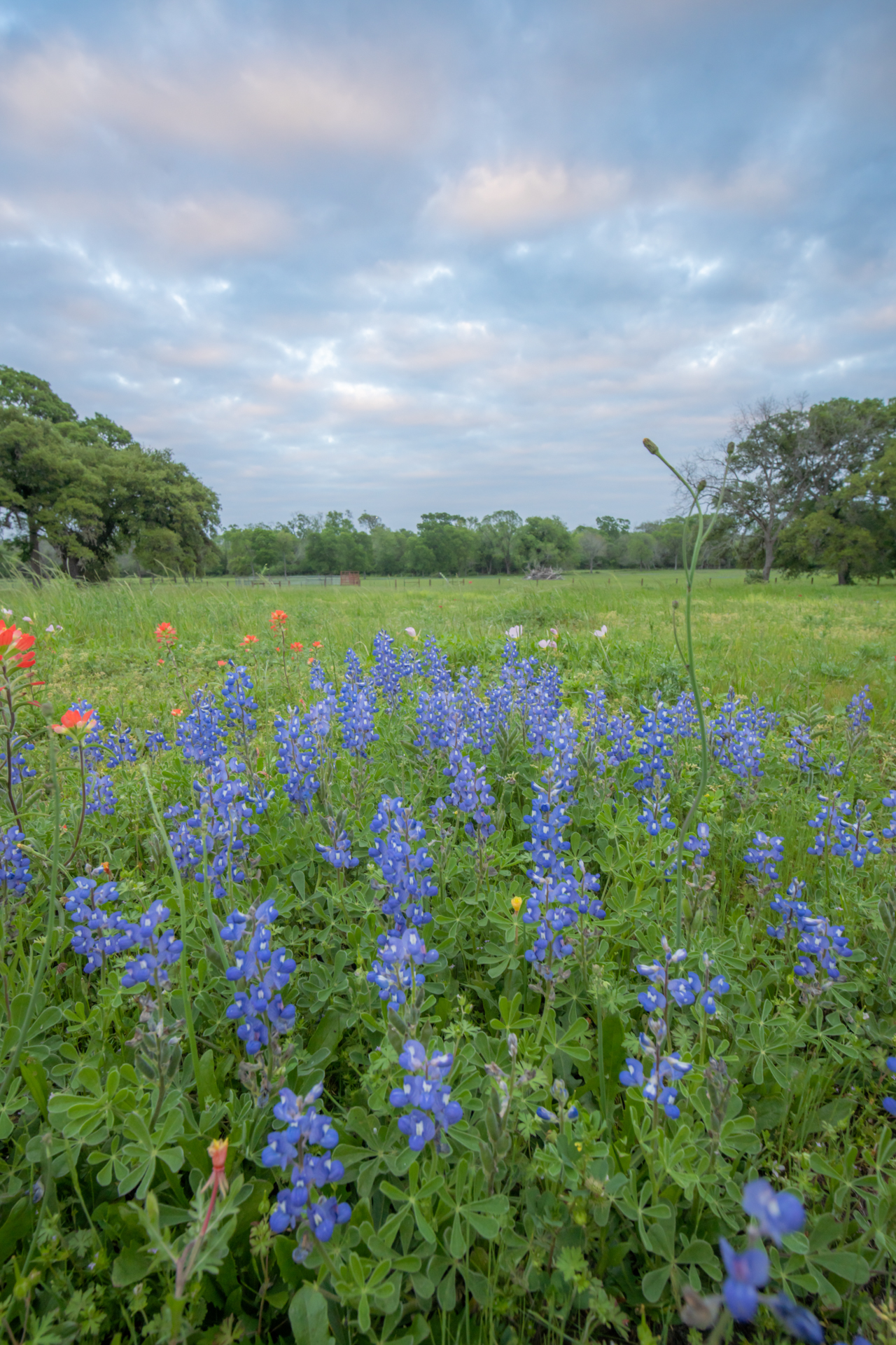 The Hills Are Alive: Welcome to Bluebonnet Season 2026 | Visit Round Top