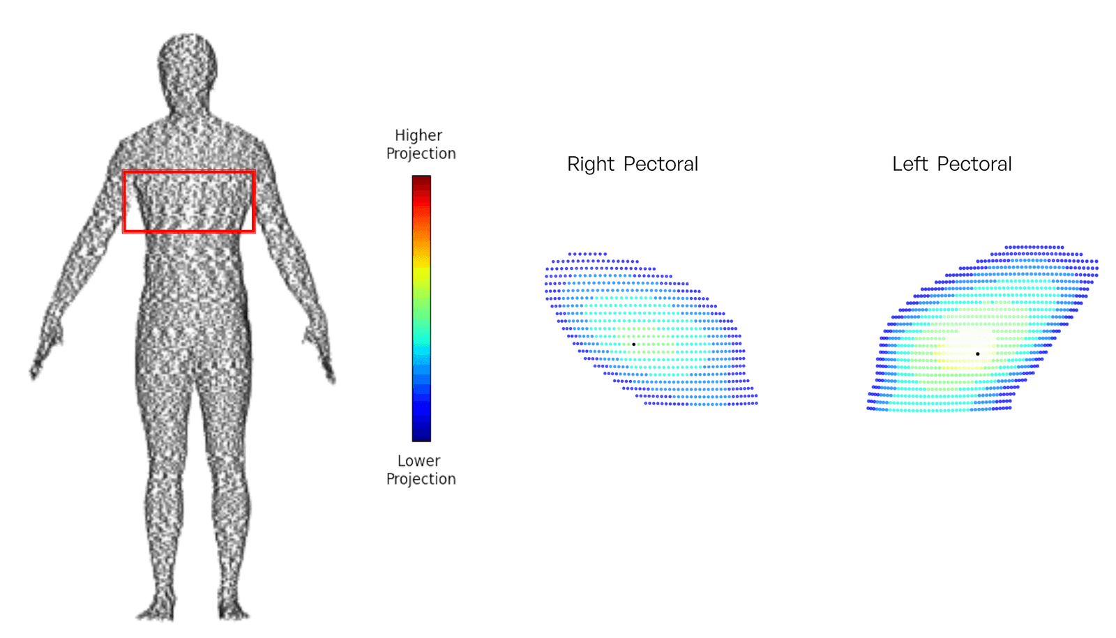 3D body visualizer for body measurements | Fit:match