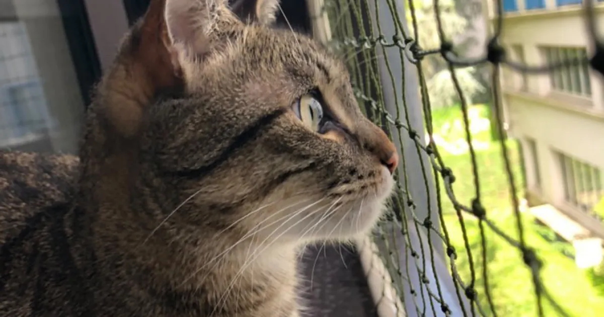 Filets de Protection pour Chats | Anti-Chute & Anti-Fugue | Tiger