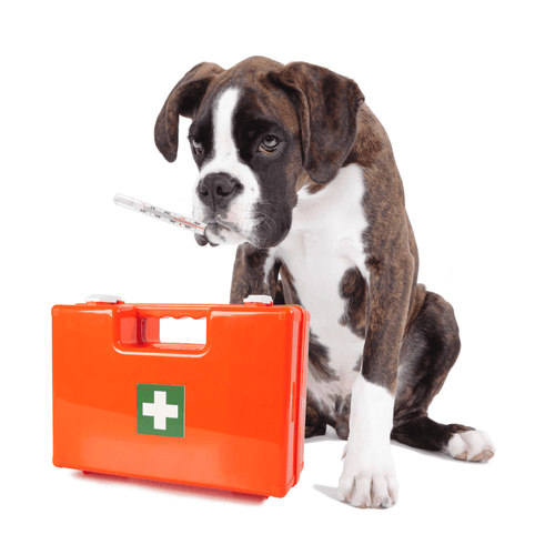 Vetcare Centres - Guernsey's Trusted Veterinary Clinics