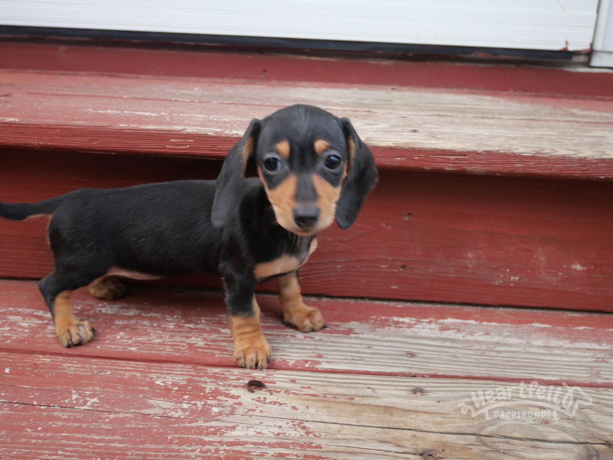 black and tan smooth female | Dogs | Heartfelt Dachshunds