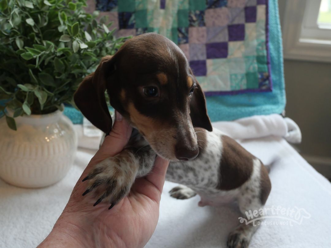 smooth chocolate and tan piebald male | Dogs | Heartfelt Dachshunds