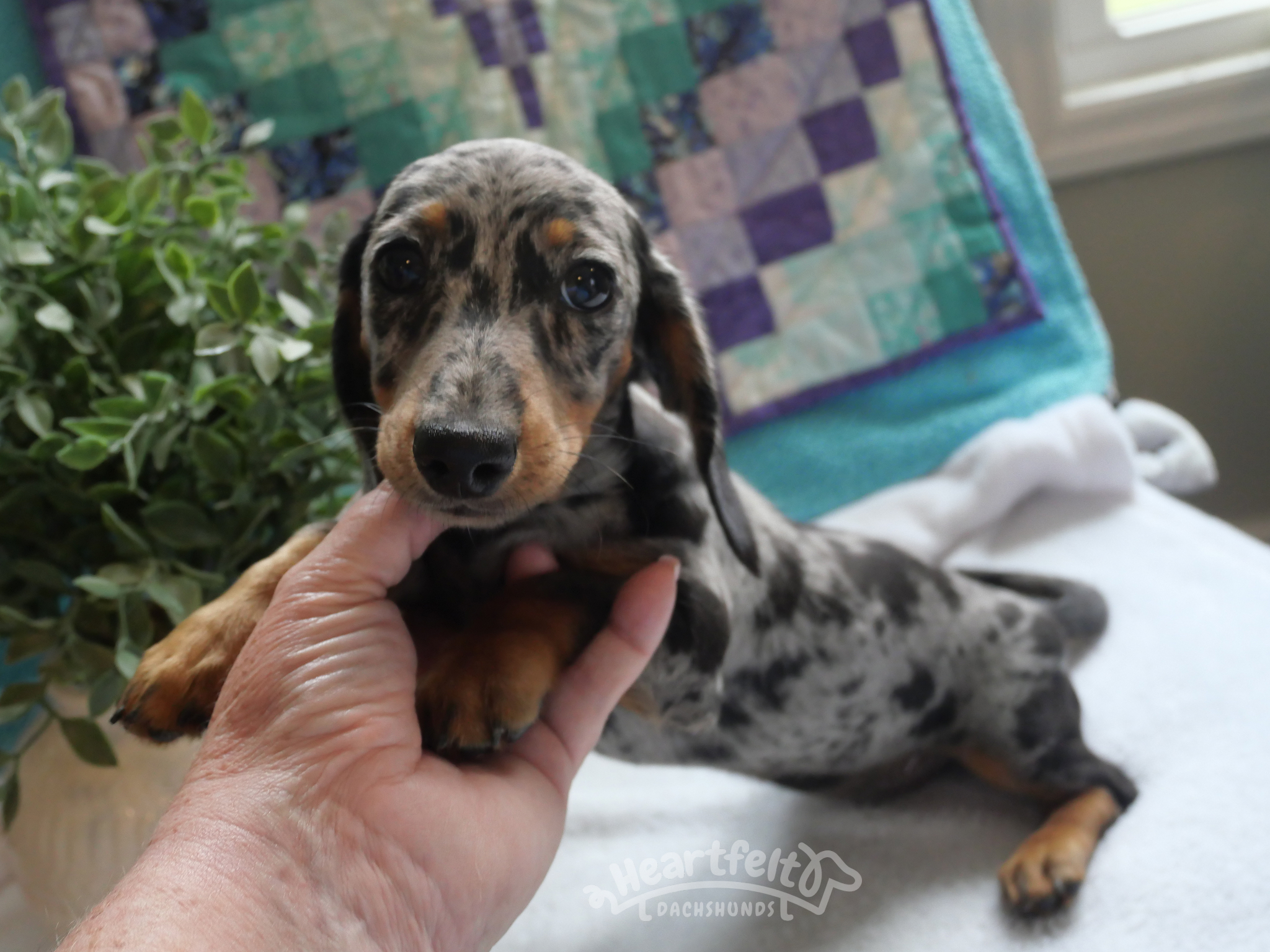 smooth black and tan silver dapple female | Dogs | Heartfelt Dachshunds