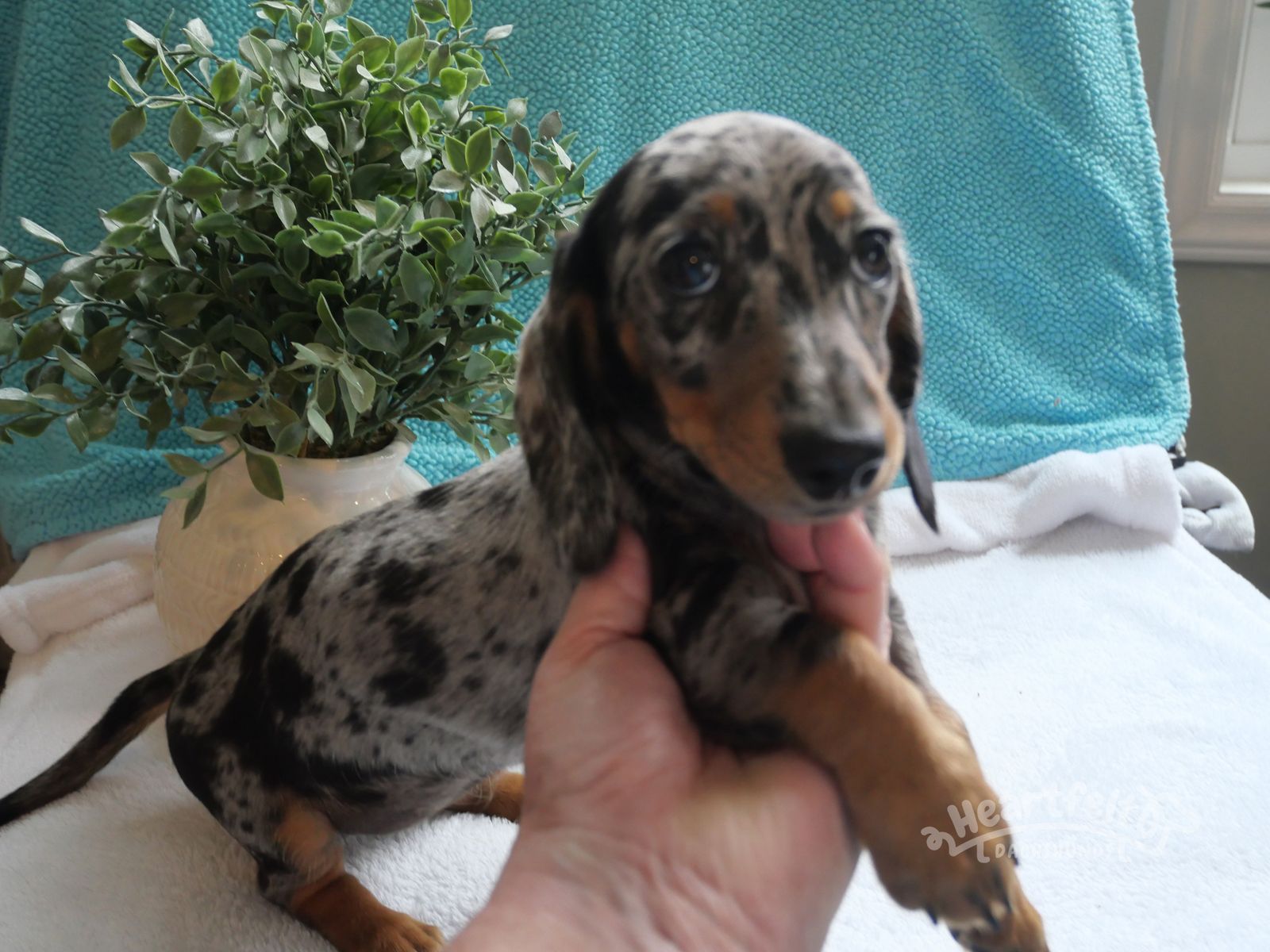 smooth black and tan silver dapple female | Dogs | Heartfelt Dachshunds