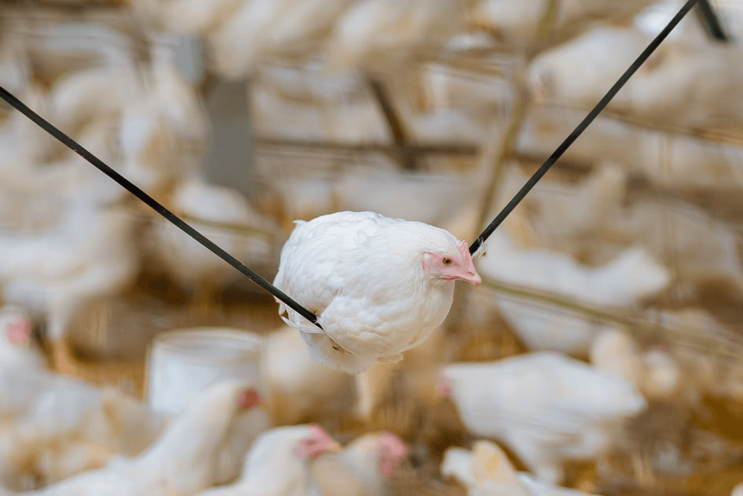 Cage-Free vs. Free-Range vs. Other Eggs: A Simple Guide