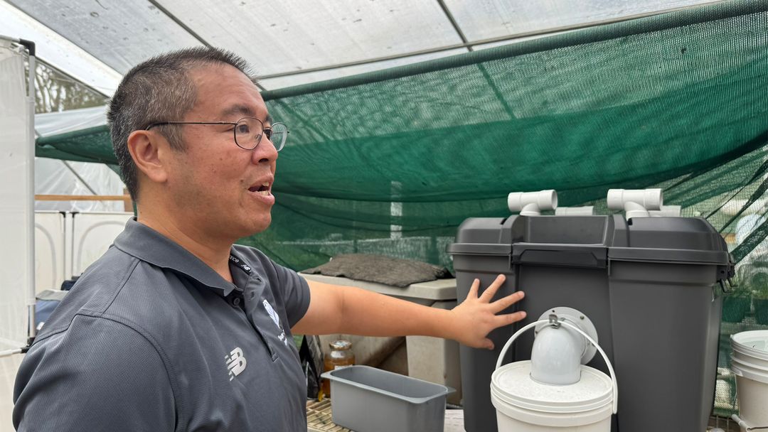 Black Soldier Fly farming: turning waste into wealth | SCU