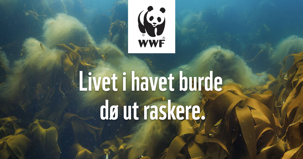 WWF - Livet i havet burde dø ut raskere.