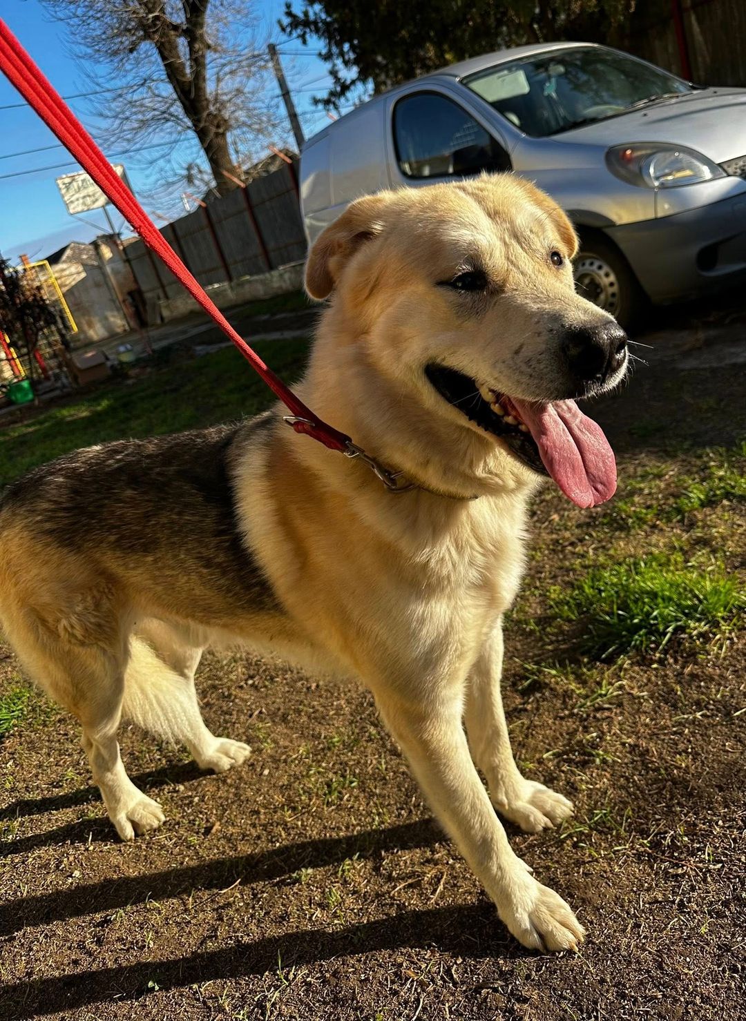 Balto - Gazdikereső kutya | Orosháza - Kutyakacaj