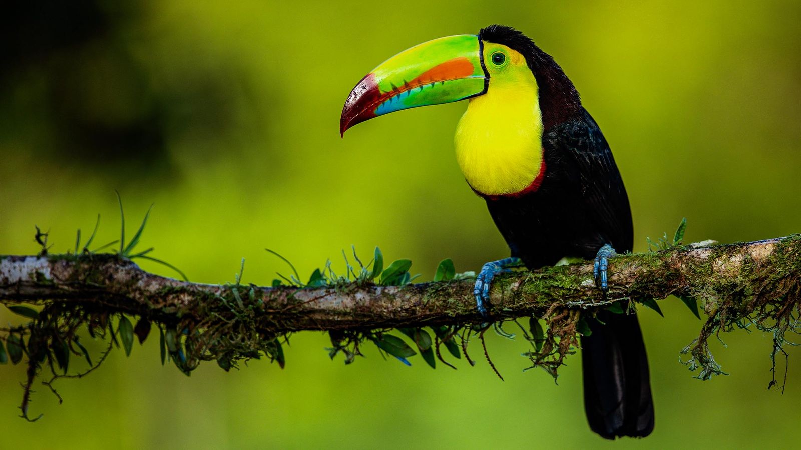 Discover Costa Rica | Central America Travel | Namu Travel Group"