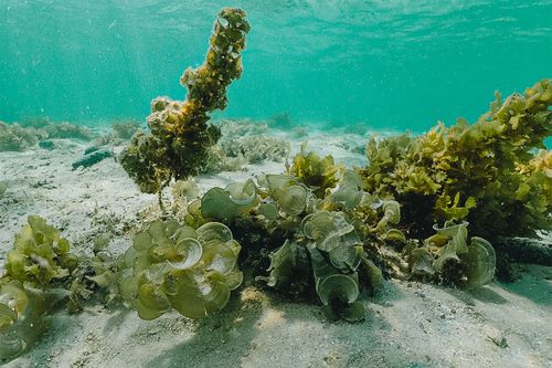 Akashinga - People, Planet, Future