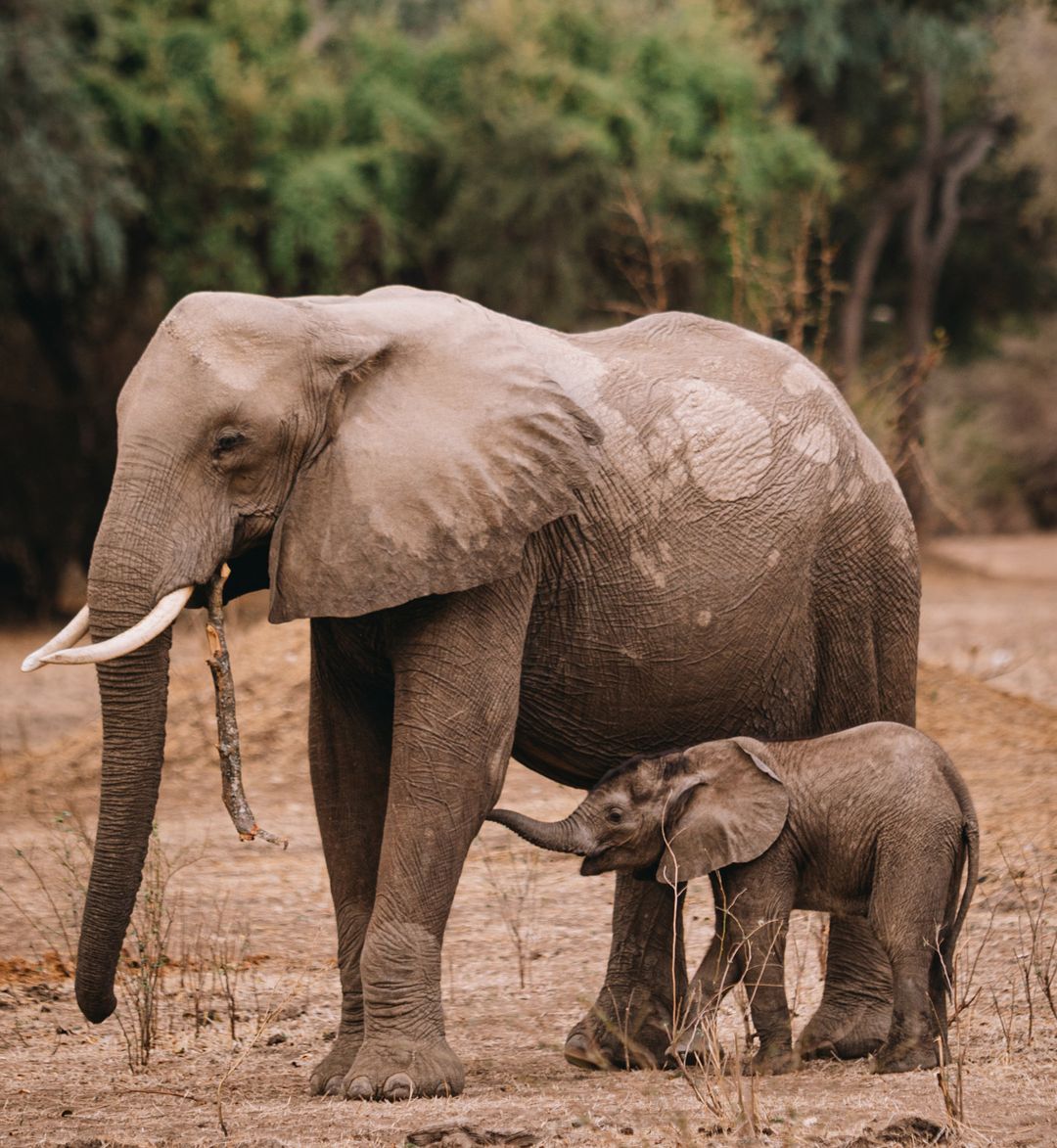 Akashinga - People, Planet, Future