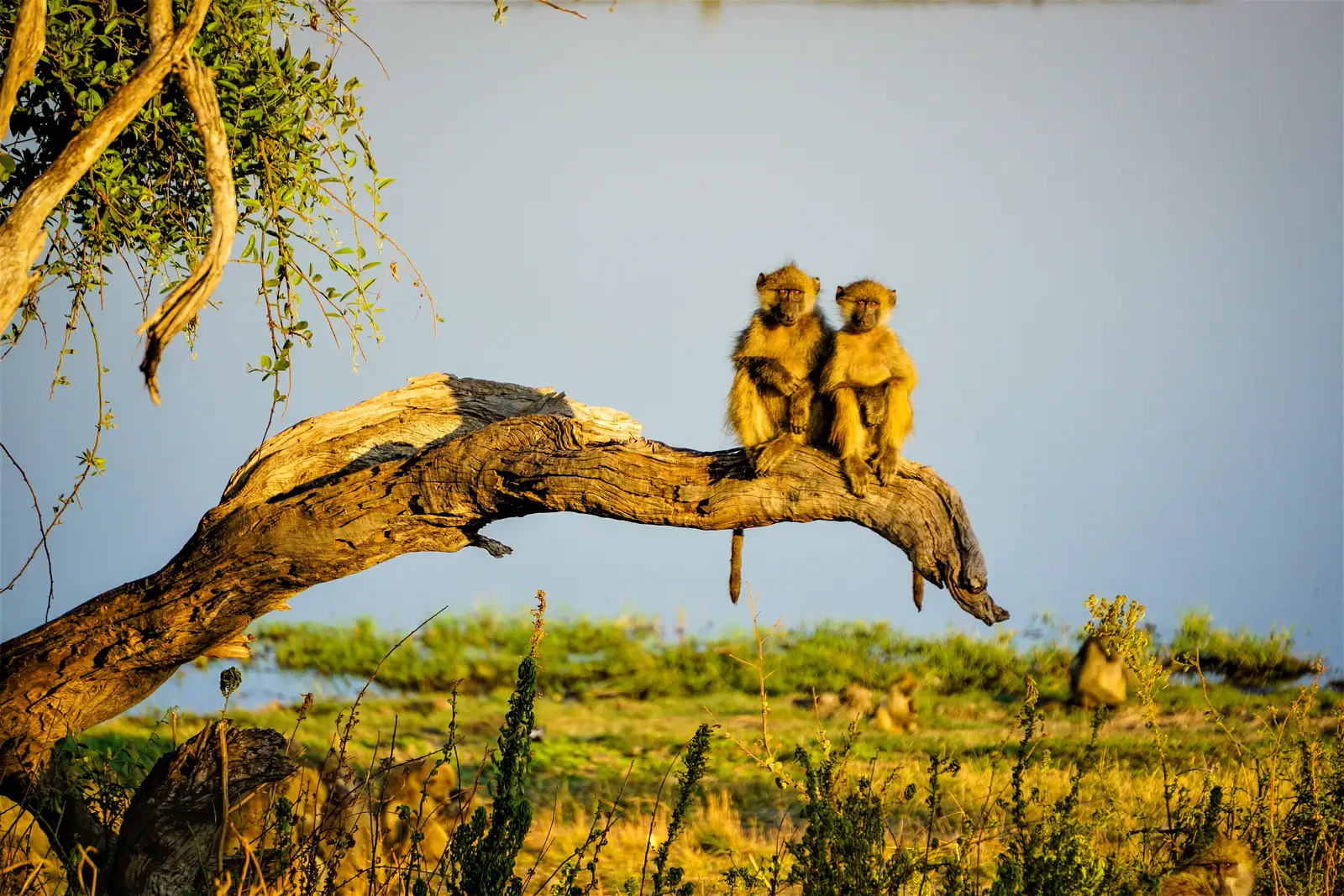 Ngoma Safari Lodge in Chobe National Park, Botswana