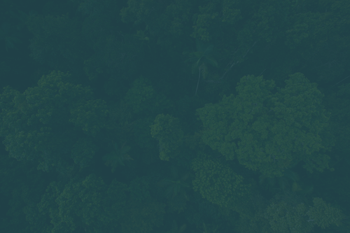 Open Forest Protocol | Transparent, data-backed carbon credits