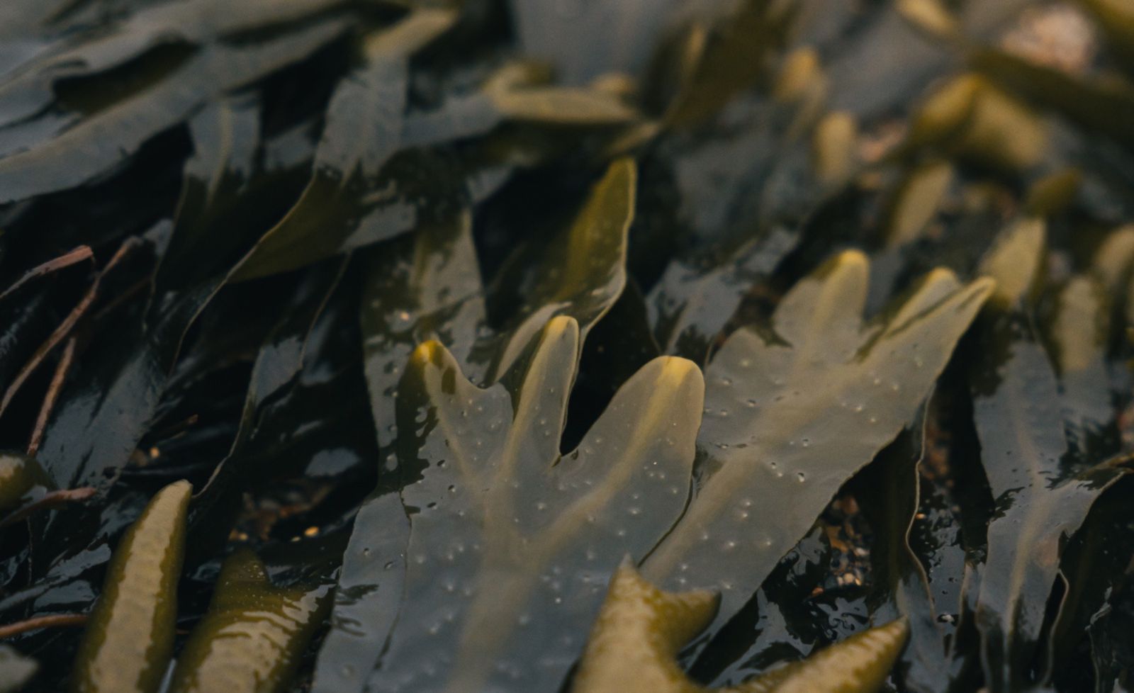 Home [www.notpla.com]