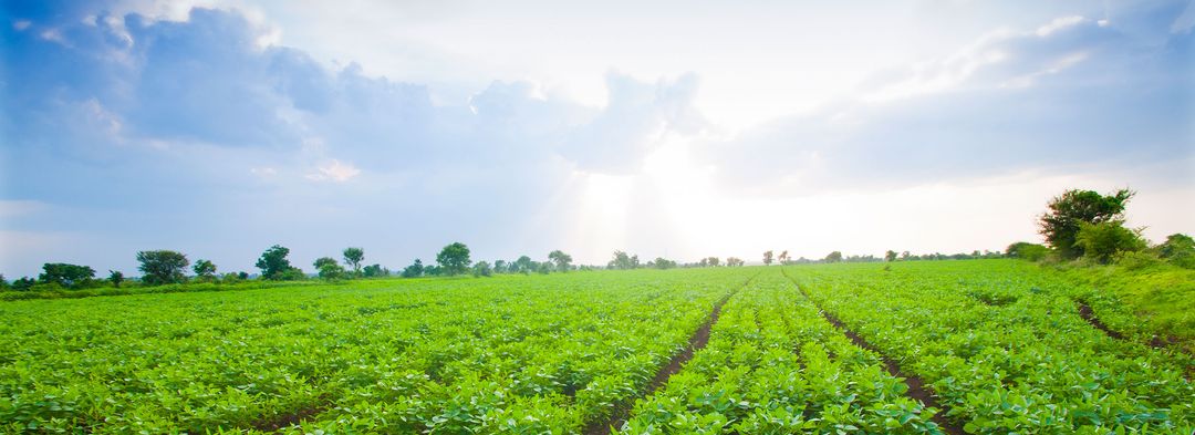 Evergreen Grease | Grease Disposal Companies | Michigan