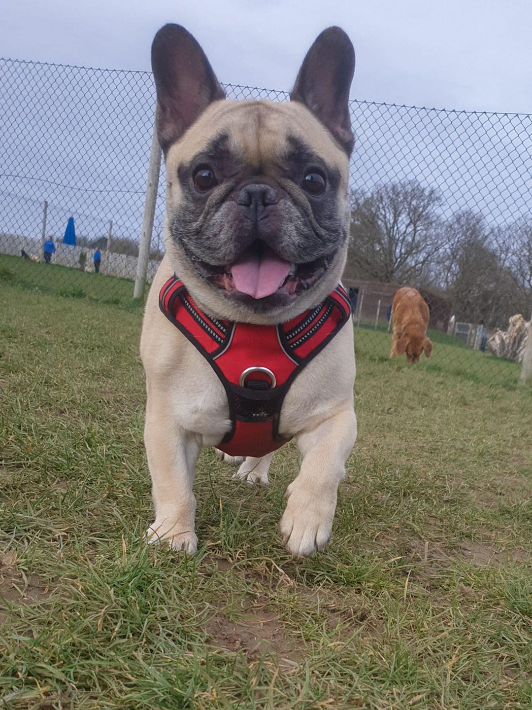 Kilos K9 Training | Home