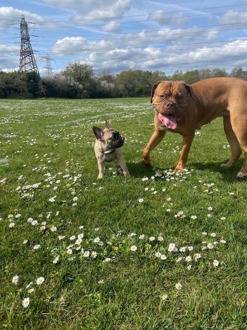 Kilos K9 Training | Home