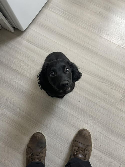 Kilos K9 Training | Home